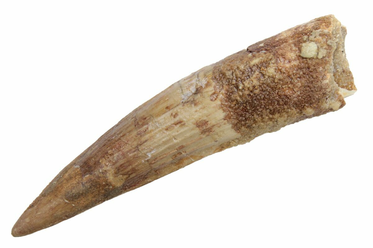 2.54" Fossil Spinosaurus Tooth - Real Dinosaur Tooth (#225527) For Sale ...