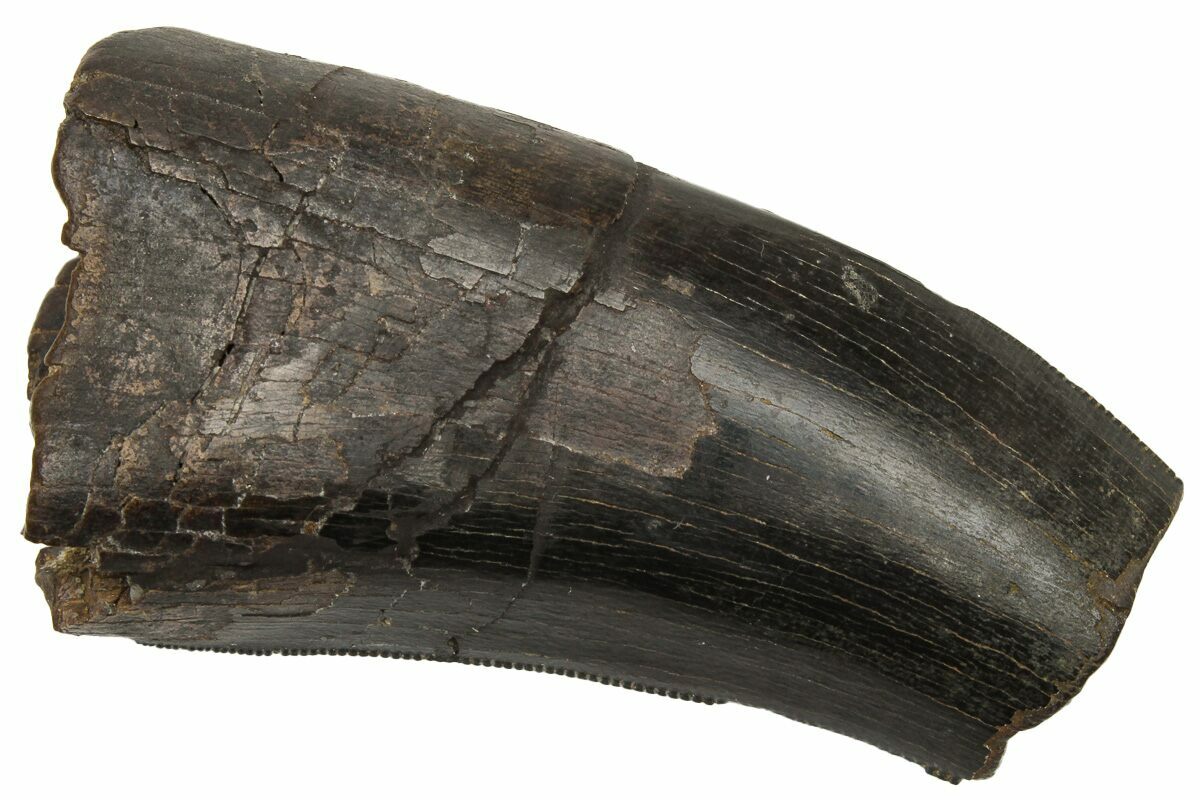 1.74" Serrated Tyrannosaur Tooth - Judith River Formation (#225659) For ...