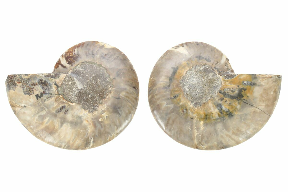 3.9" Cut & Polished, Agatized Ammonite Fossil - Madagascar (#223128 ...