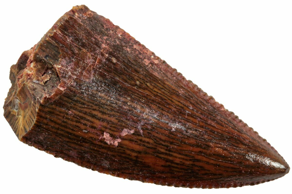 Serrated, .81" Raptor Tooth - Real Dinosaur Tooth (#224154) For Sale ...