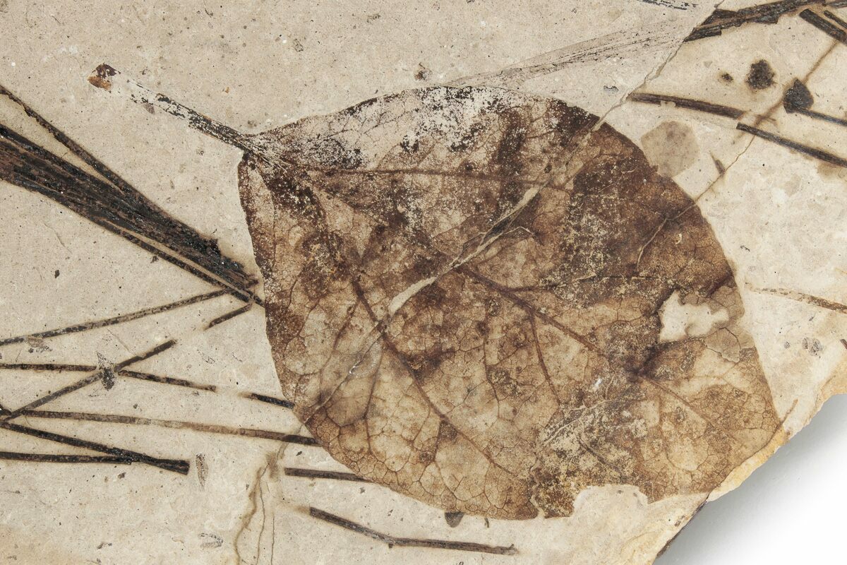 7.25" Fossil Leaf (Sassafras, Pinus) Plate - McAbee, BC (#226144) For ...