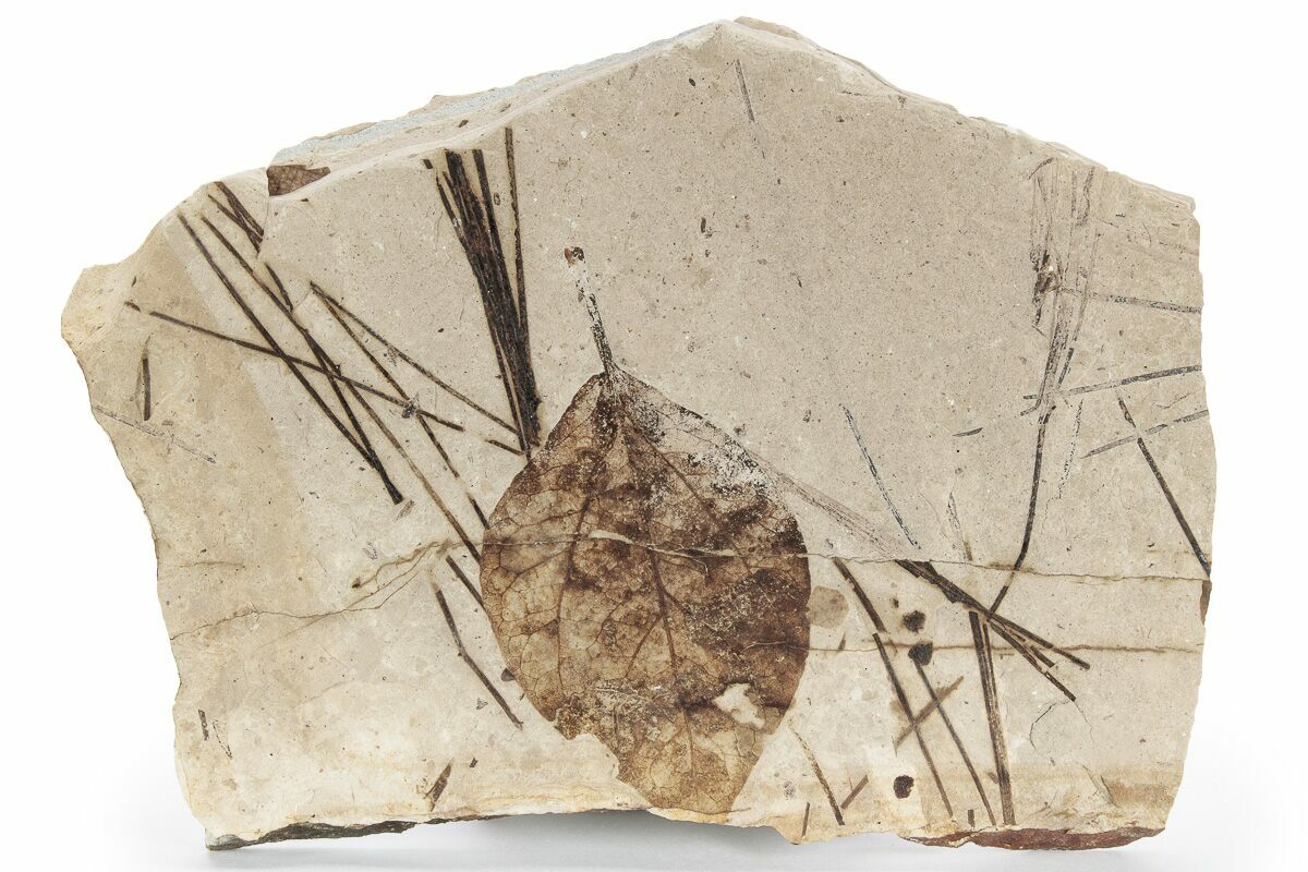 7.25" Fossil Leaf (Sassafras, Pinus) Plate - McAbee, BC (#226144) For ...