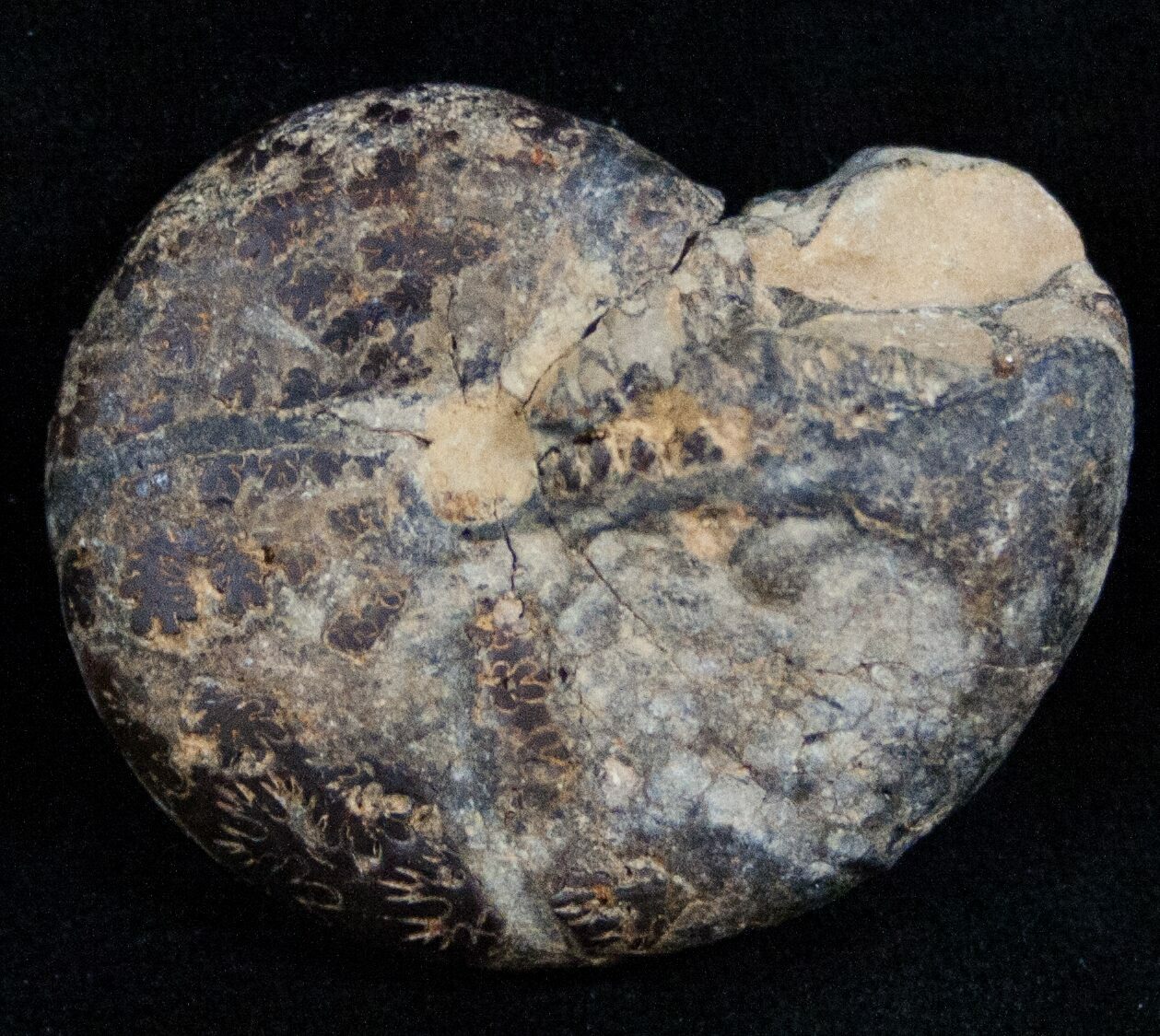 1.4" Pyritized Ammonites - Oujda, Morocco (#13751) For Sale - FossilEra.com