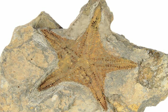 3" Ordovician Starfish (Petraster?) Fossil - Morocco (#226691) For Sale ...