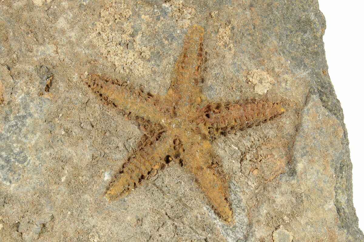 1.25" Ordovician Starfish (Petraster?) Fossil - Morocco (#226742) For ...
