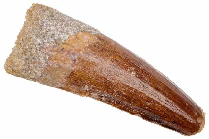 1.71" Fossil Spinosaurus Tooth - Real Dinosaur Tooth (#226403) For Sale ...