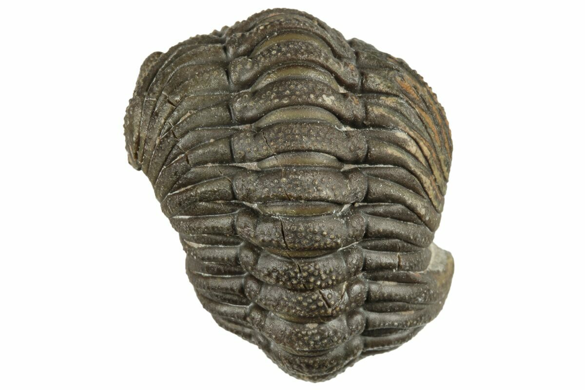 1.05" Wide, Enrolled, Morocops Spinifer Trilobite - Very Pustulous ...