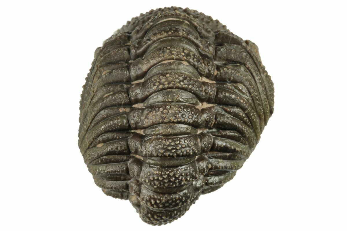 .8" Wide, Enrolled, Morocops Spinifer Trilobite - Very Pustulous ...