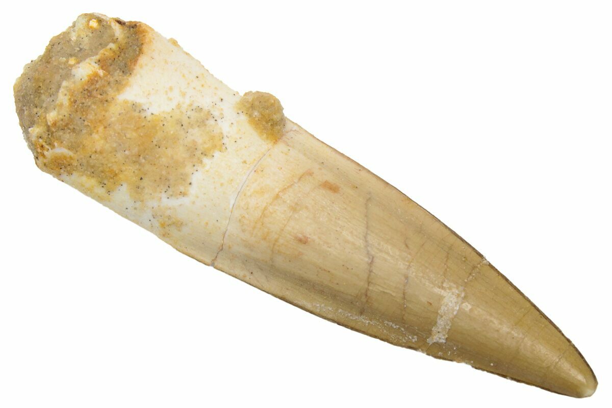 1.68" Fossil Spinosaurus Tooth - Real Dinosaur Tooth (#226334) For Sale ...