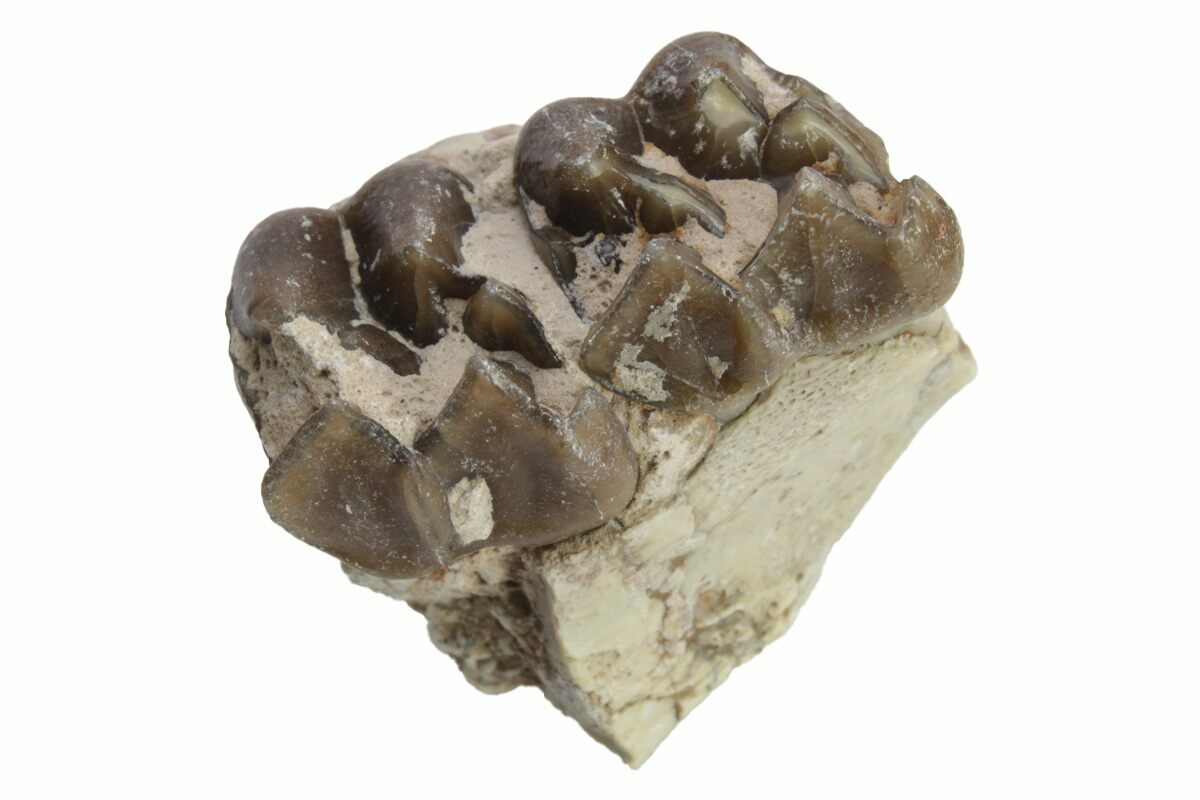 1" Fossil Horse (Mesohippus) Jaw Section - South Dakota (#223406) For ...