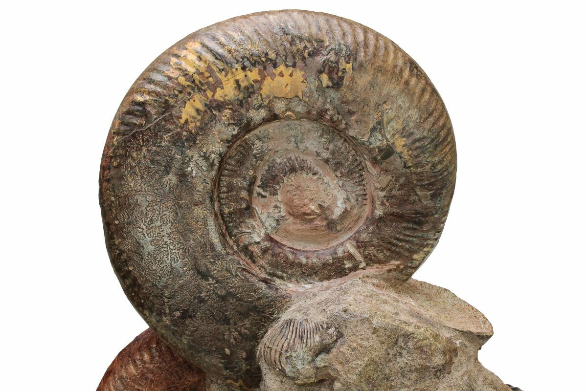 16" Tall, Jurassic Ammonite (Hammatoceras) Display - France (#227079 ...