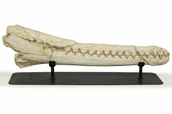 26" Impressive Fossil Dyrosaurus Rostrum - Morocco (#227167) For Sale ...