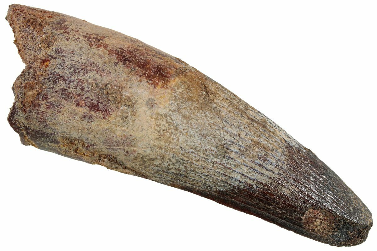 3.56" Fossil Spinosaurus Tooth - Real Dinosaur Tooth (#227250) For Sale ...