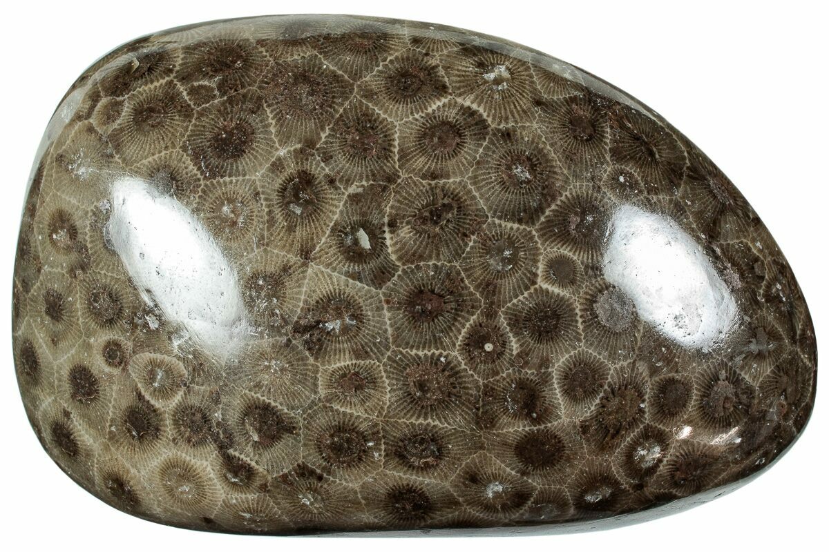 4.3" Polished Petoskey Stone (Fossil Coral) - Michigan (#227546) For ...