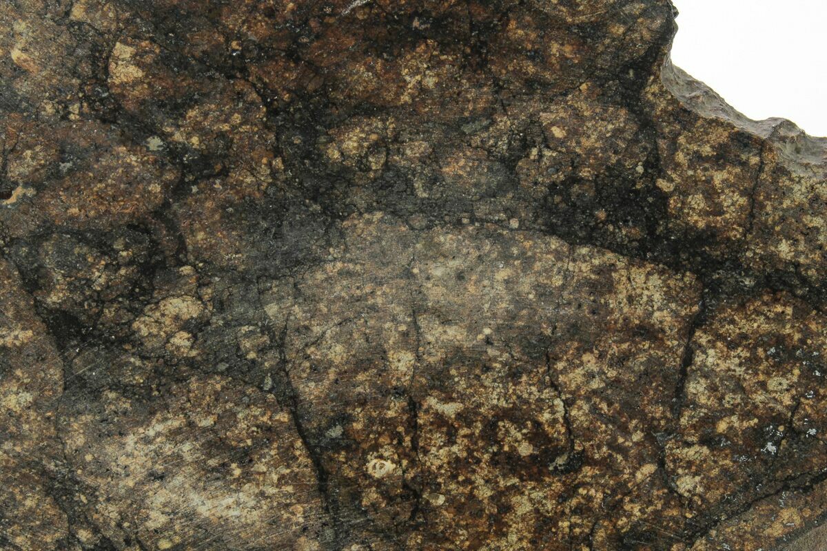 4.05" Chondrite Meteorite (91 g) Slice with Shock Veins - Morocco ...