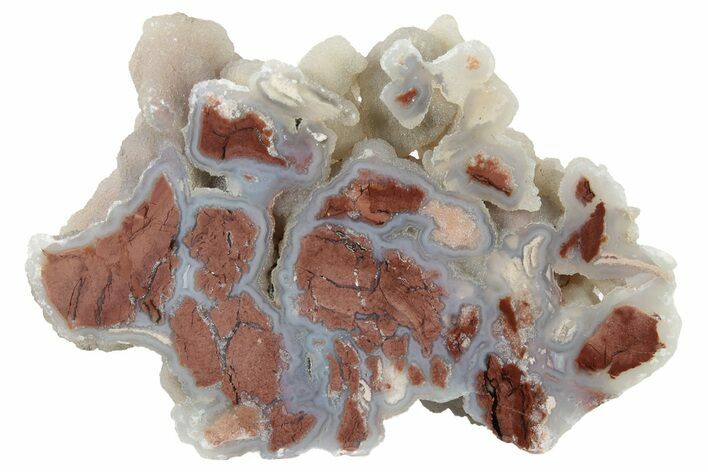 4.4" Fluoresces, Polished Wyoming Youngite Section - Wyoming (#227971 ...