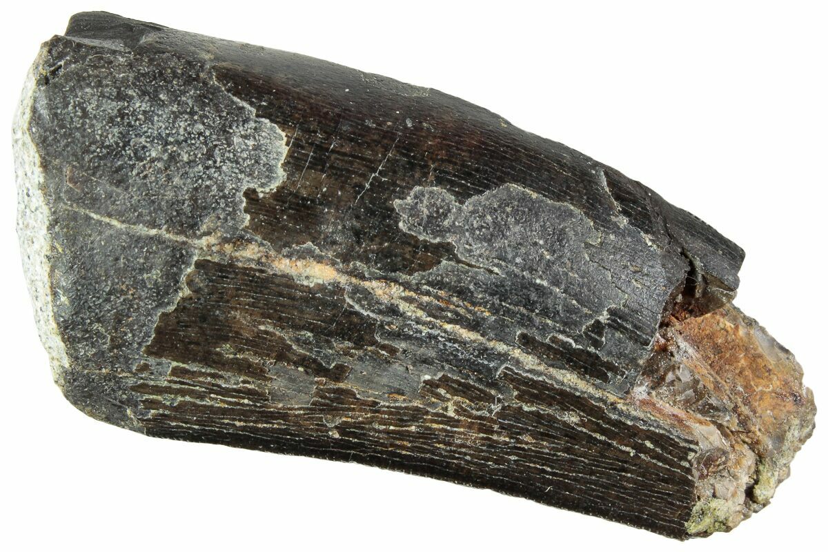 1.8" Serrated Tyrannosaur Tooth - Two Medicine Formation (#227835) For ...