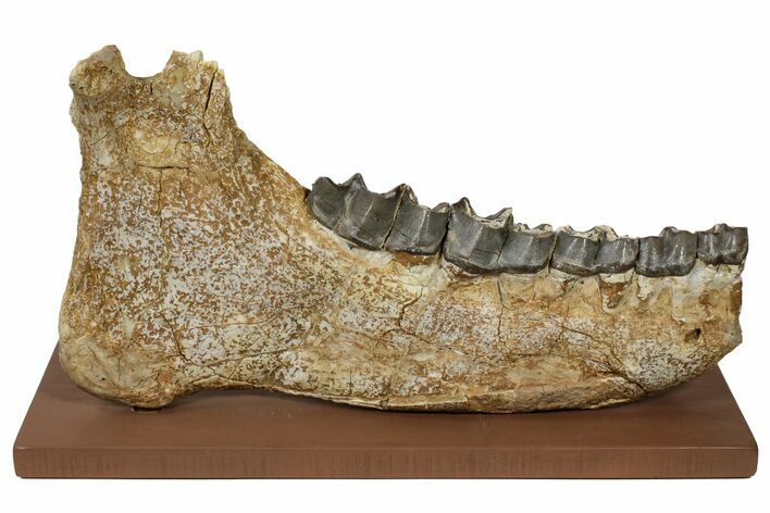 20.7" Fossil Titanothere (Megacerops) Jaw - South Dakota (#228176) For ...