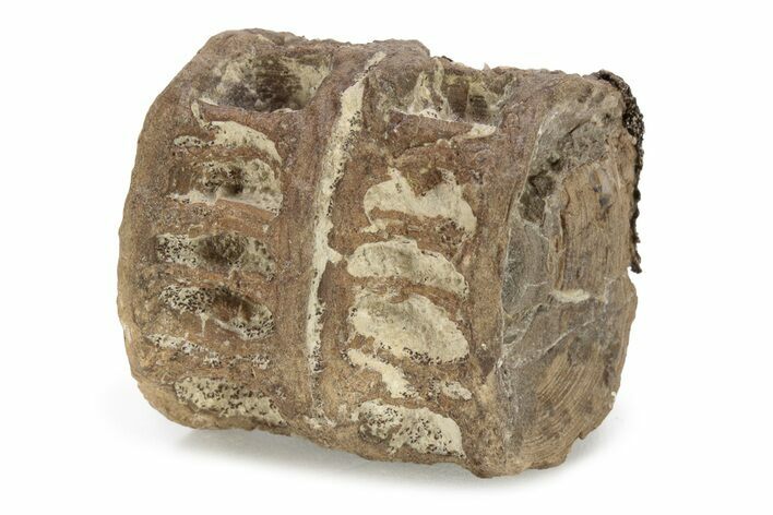 1" Fossil Xiphactinus (Cretaceous Fish) Vertebrae - Kansas (#228318 ...