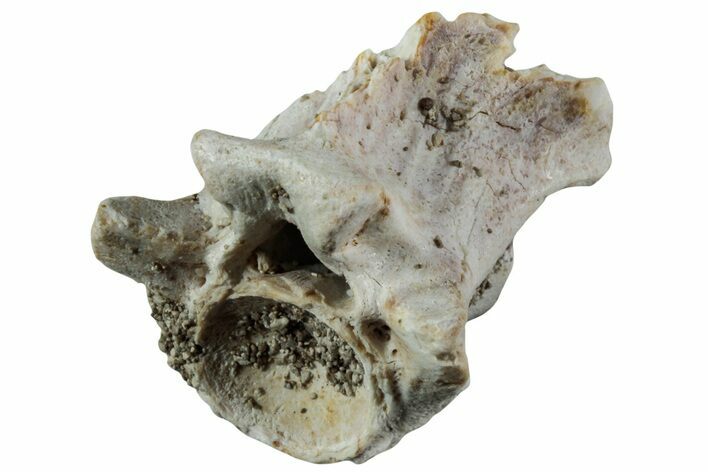 .84" Fossil Sea Snake (Palaeophis) Vertebra - Morocco (#227948) For ...