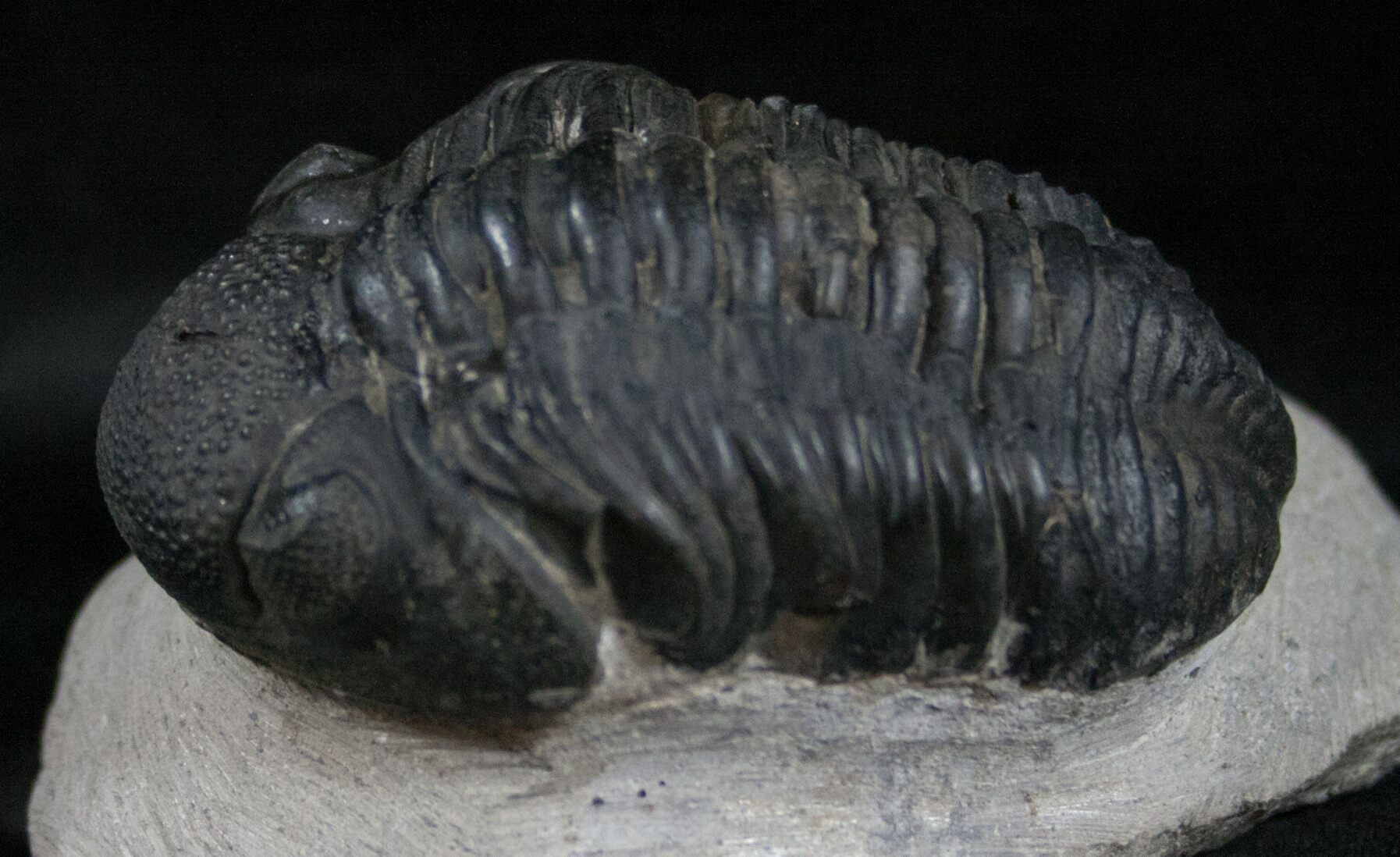 Bargain Phacops Trilobite From Morocco - 2.6" (#13878) For Sale ...