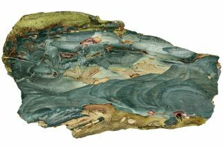 7" Gary Green Jasper (Larsonite) Bog Wood Slab - Oregon (#227940) For ...