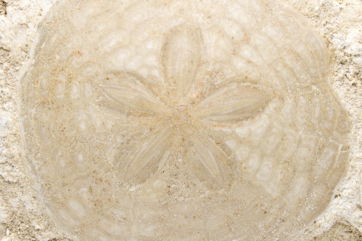 2.9" Fossil Sand Dollar (Scutella) - France (#227717) For Sale ...