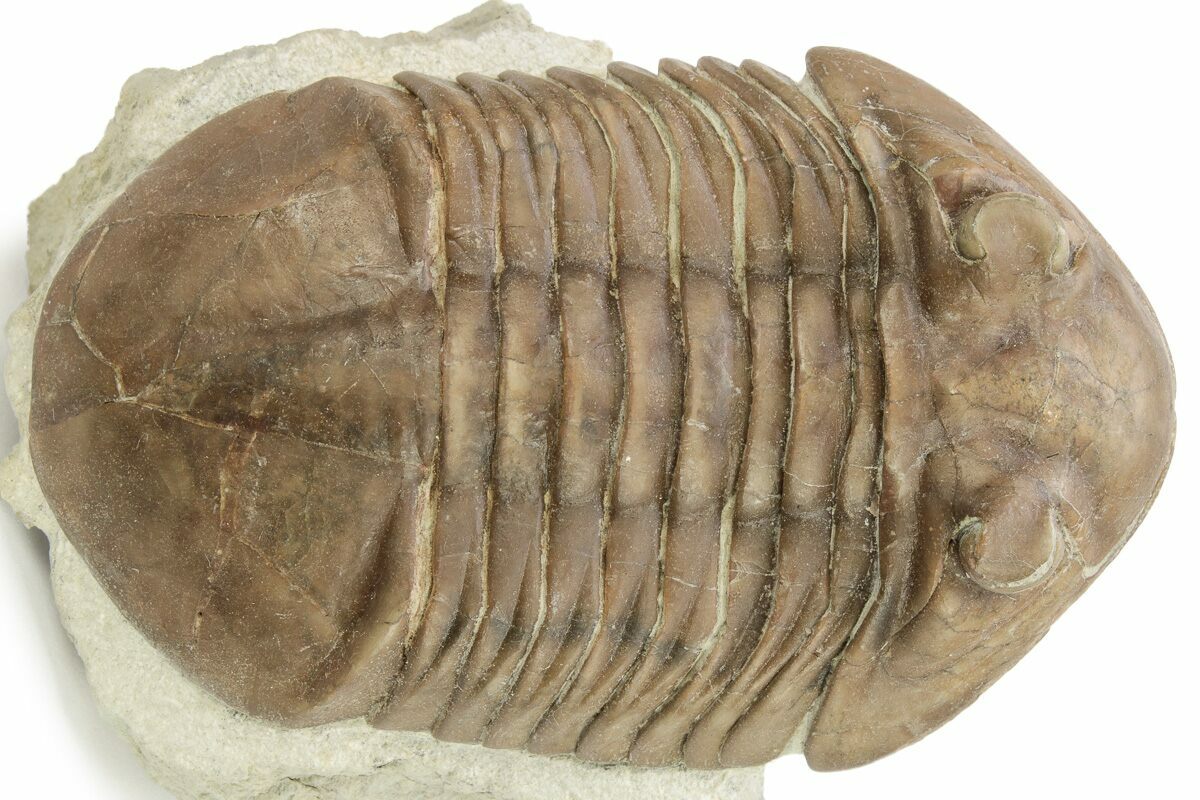 3.7" Large Asaphus Plautini Trilobite Fossil - Russia (#228875) For ...