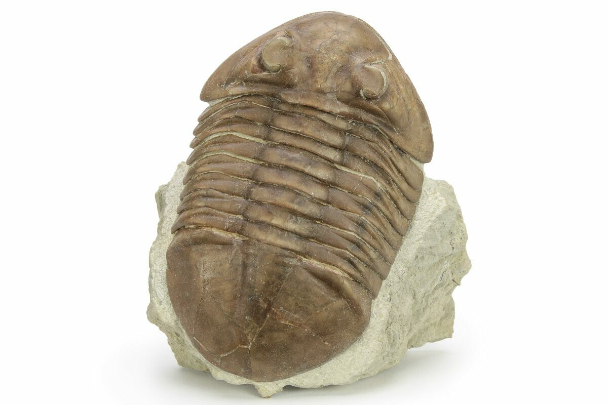 3.7" Large Asaphus Plautini Trilobite Fossil - Russia (#228875) For ...