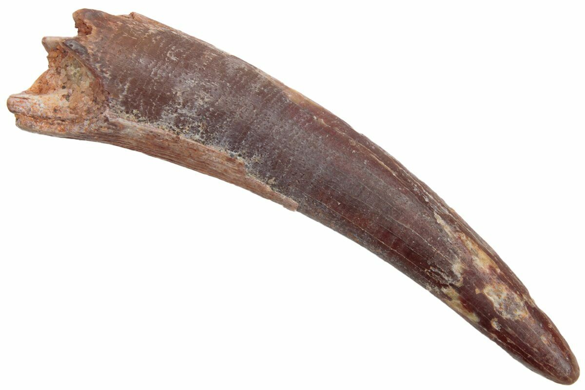 1.56" Fossil Pterosaur (Siroccopteryx) Tooth - Morocco (#228832) For ...