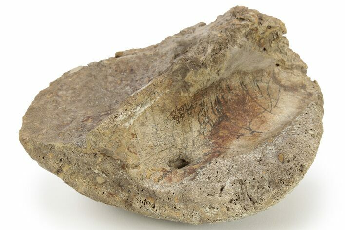 4.5" Hadrosaur Calcaneum (Heel Bone) - Wyoming (#229174) For Sale ...
