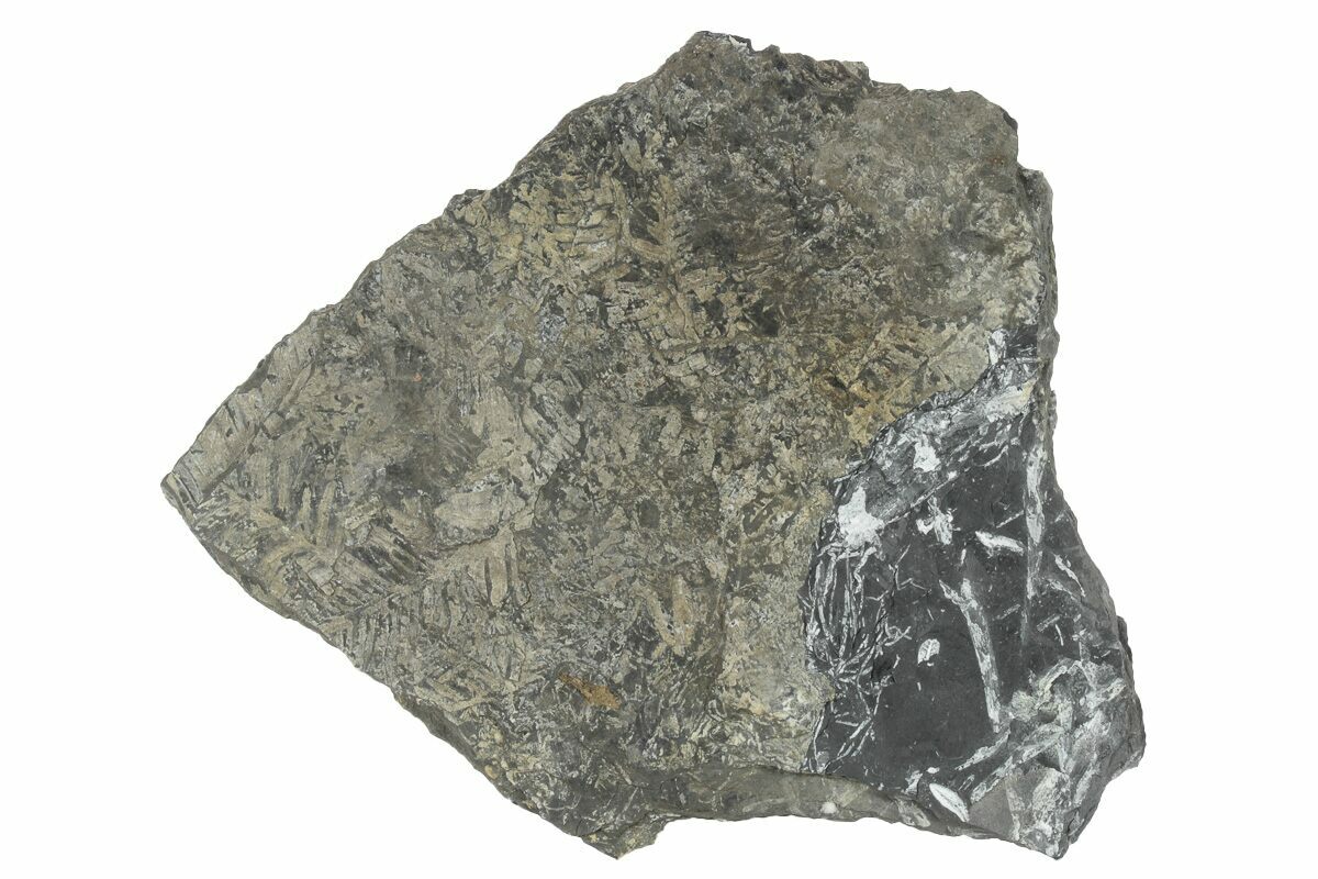 12.3" Fossil Seed Fern (Alethopteris) Plate - Pennsylvania (#229313 ...