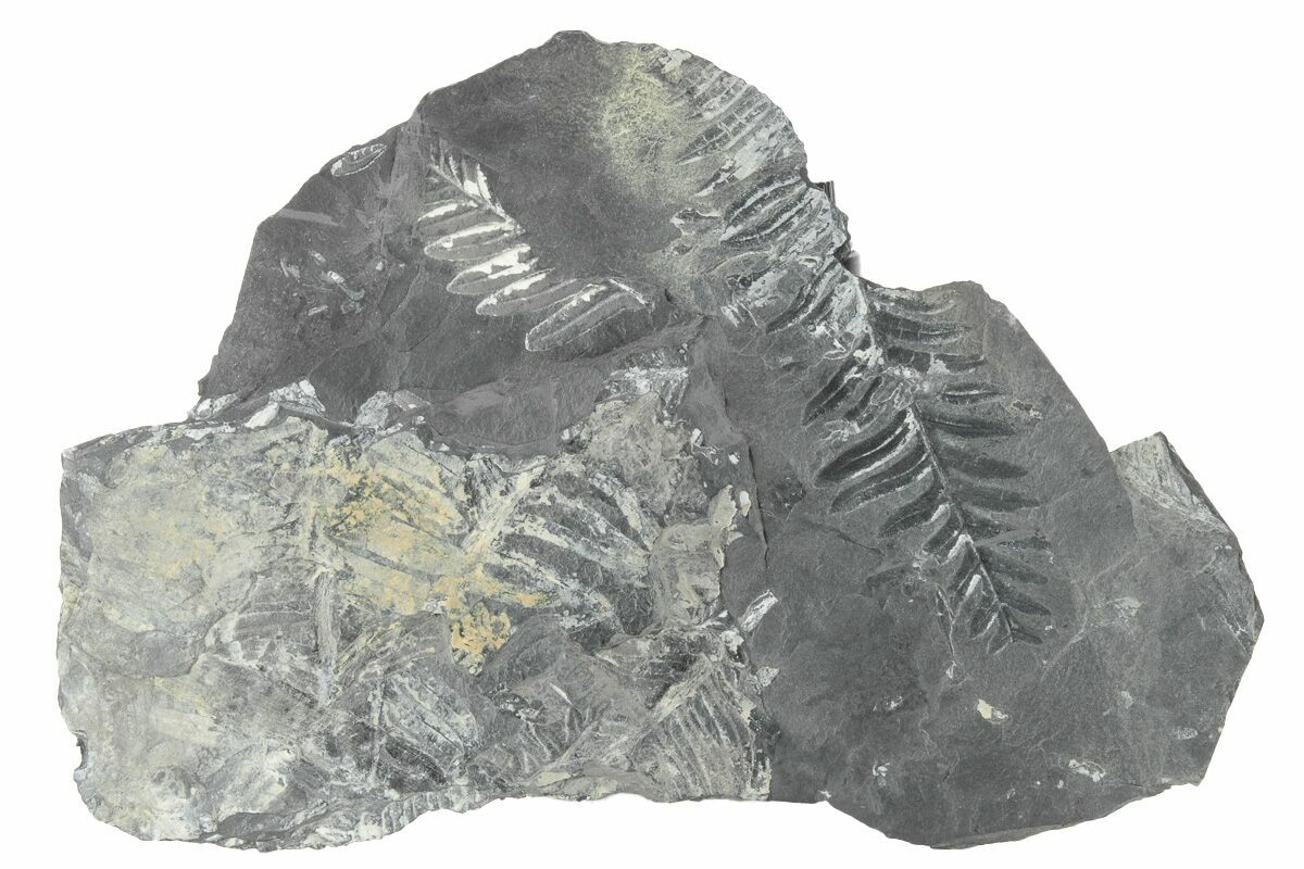 10.1" Fossil Seed Fern (Alethopteris) Plate - Pennsylvania (#229316 ...