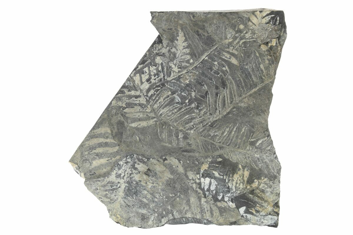 8.5" Fossil Seed Fern (Alethopteris) Plate - Pennsylvania (#229317) For ...