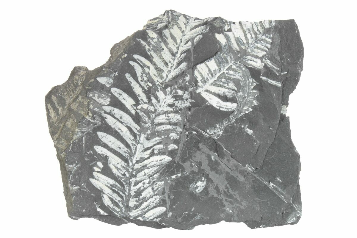 6.2" Fossil Seed Fern (Alethopteris) Plate - Pennsylvania (#229326) For ...