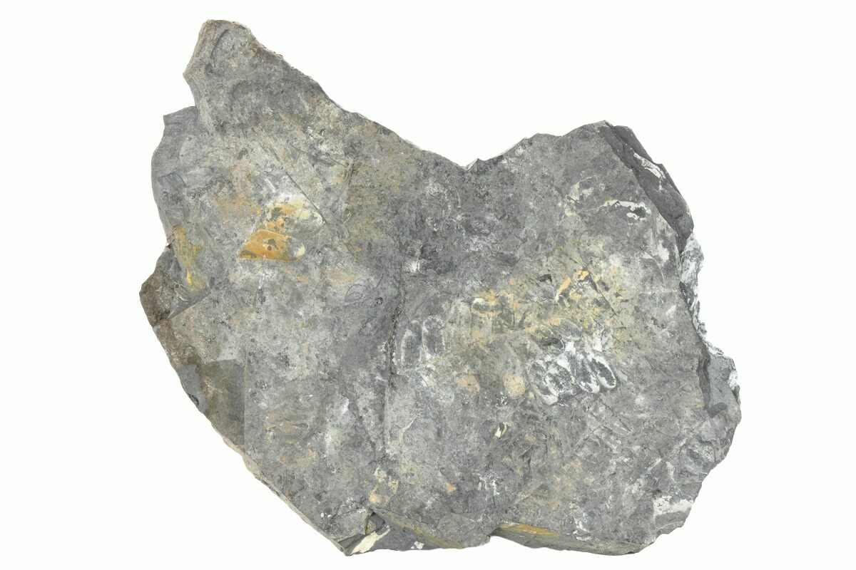 7.4" Fossil Seed Fern (Alethopteris) Plate - Pennsylvania (#229338) For ...