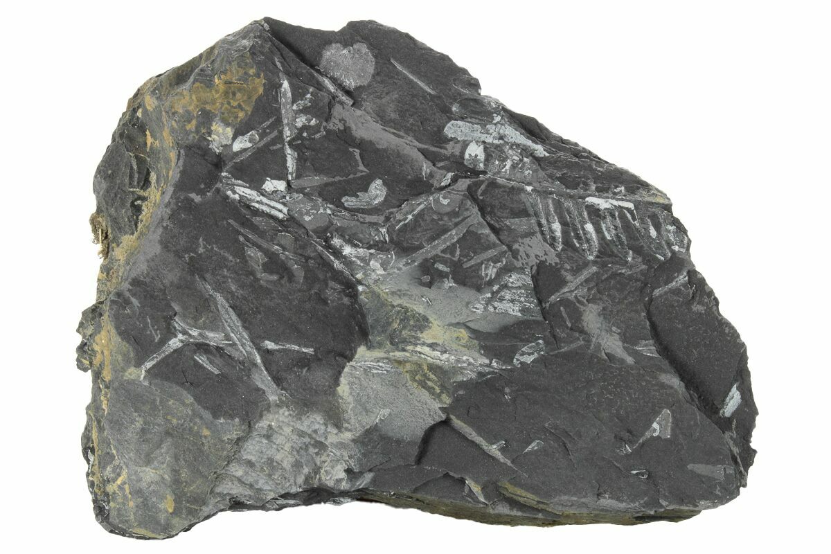 10.3" Fossil Seed Fern (Alethopteris) Plate - Pennsylvania (#229339 ...