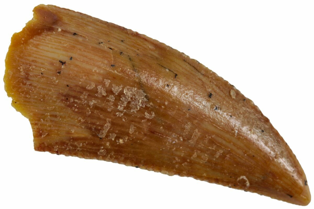 Serrated, .71" Raptor Tooth - Real Dinosaur Tooth (#228767) For Sale ...