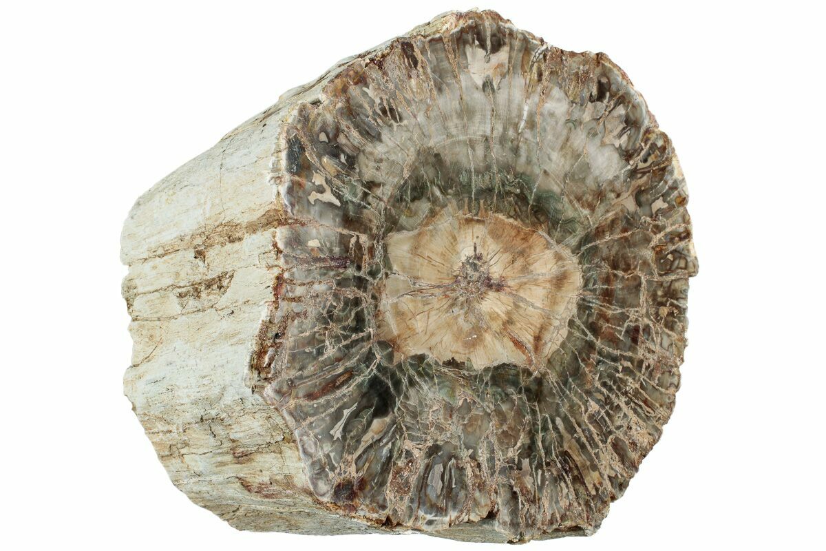 5" Polished Petrified Wood Log Section - Madagascar (#229603) For Sale ...