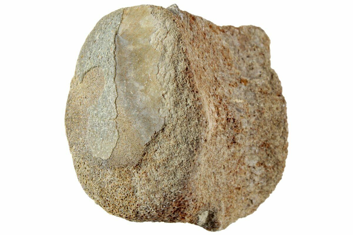 1.6" Fossil Mosasaur (Platecarpus) Caudal Vertebra - Kansas (#229634 ...