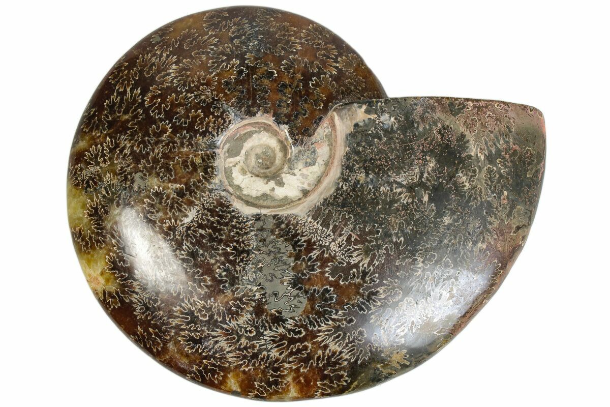 8.6" Polished Ammonite (Cleoniceras) Fossil - Madagascar (#230081) For ...