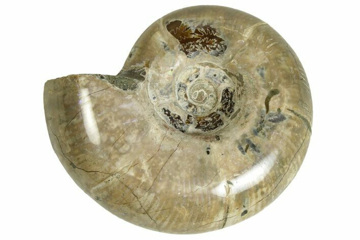 2.9" Polished Ammonite (Argonauticeras) Fossil - Madagascar (#230135 ...