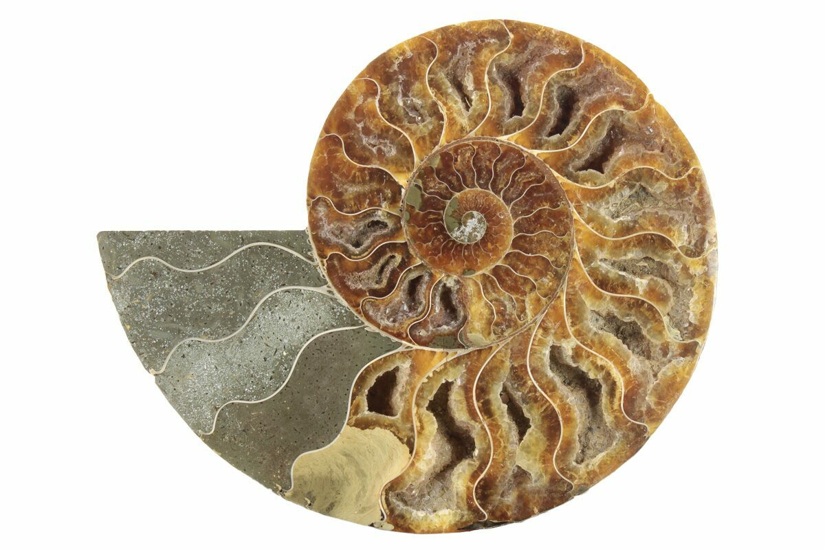 6.2" Cut & Polished Ammonite Fossil (Half) - Madagascar (#229987) For ...