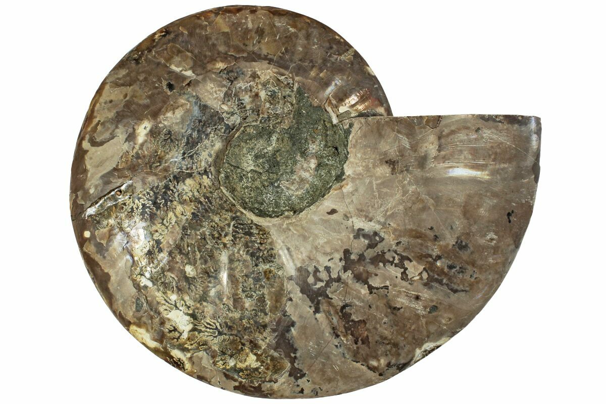 6.9" Cut & Polished Ammonite Fossil (Half) - Madagascar (#229931) For ...