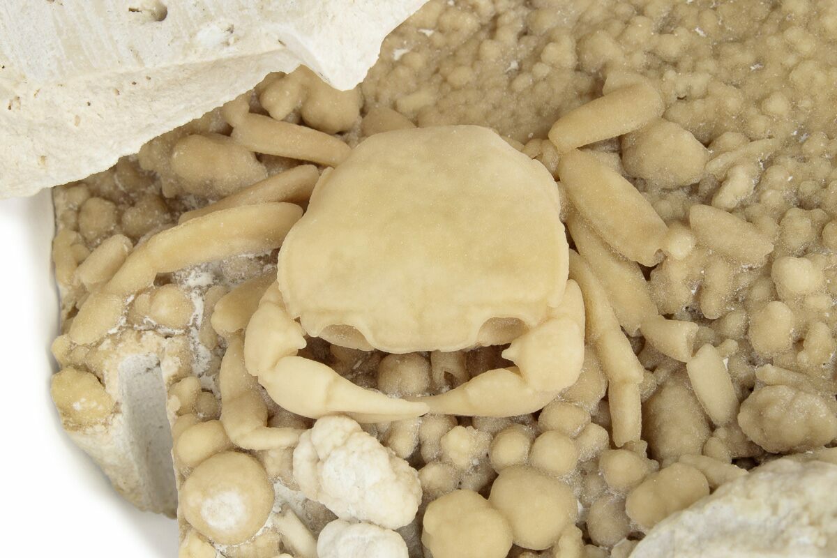 1.9" Fossil Crab (Potamon) Preserved in Travertine - Turkey (#230543 ...
