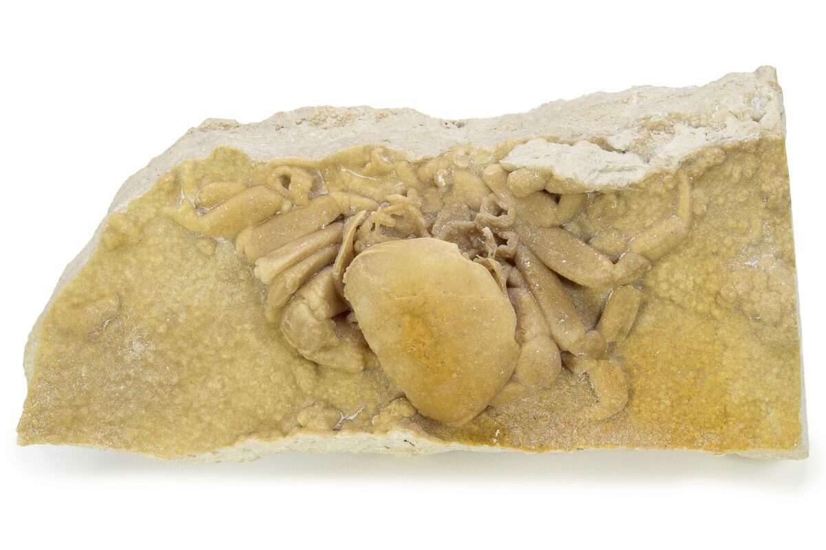 4.9" Fossil Crab (Potamon) Preserved in Travertine - Turkey (#230627 ...