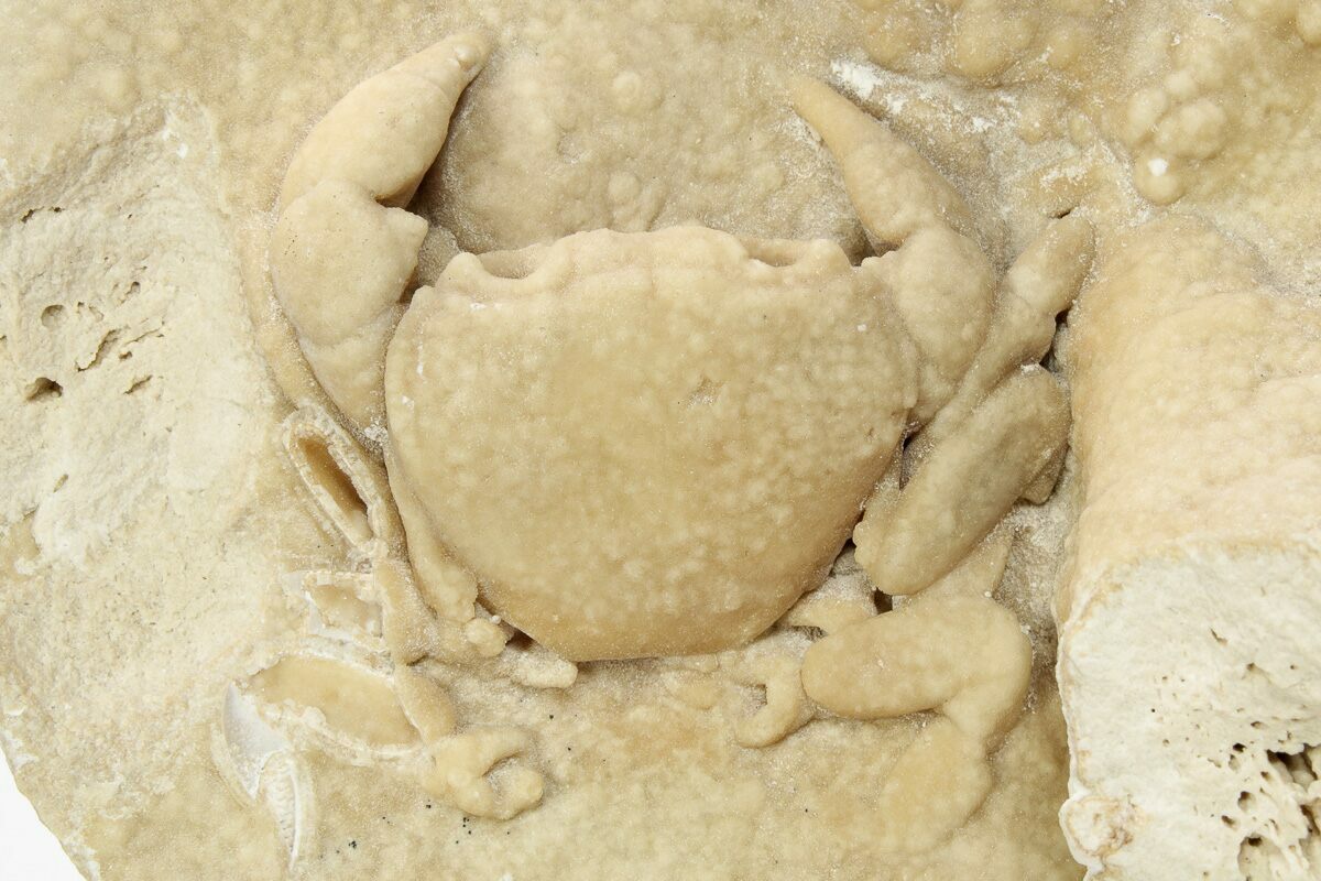 2.15" Fossil Crab (Potamon) Preserved in Travertine - Turkey (#230639 ...