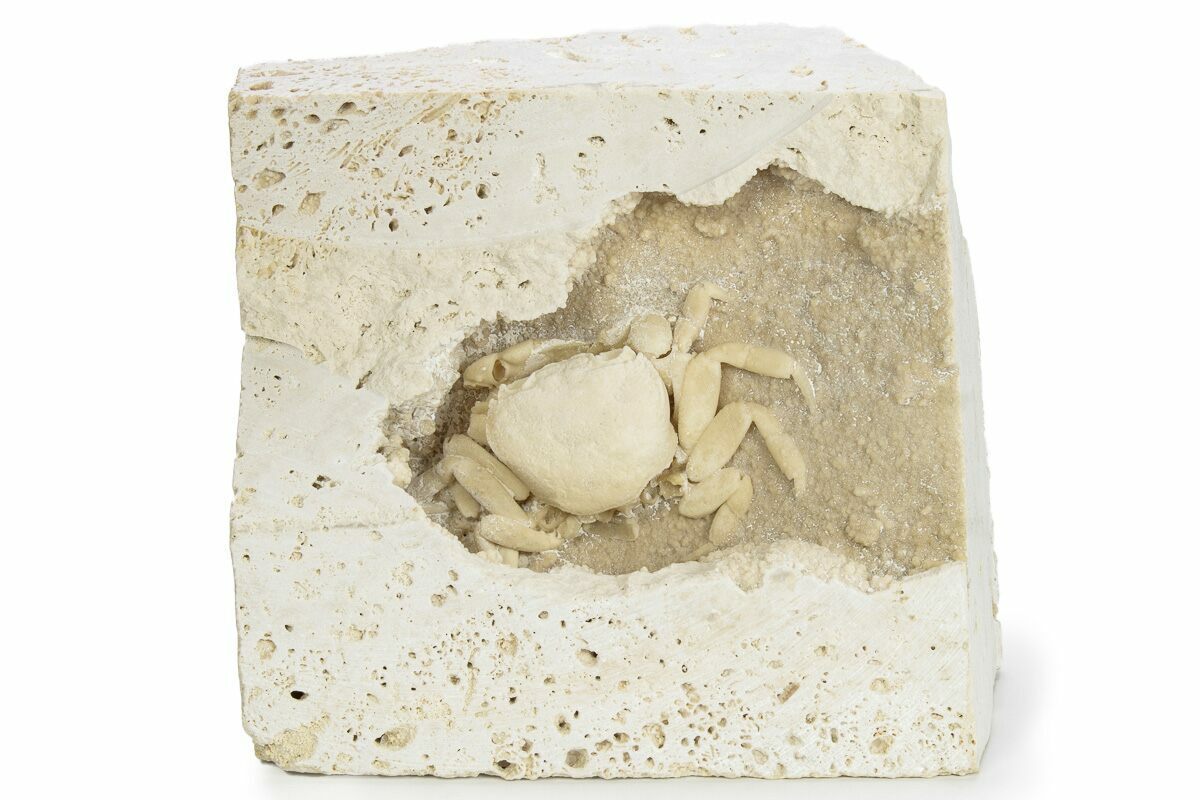 3.1" Fossil Crab (Potamon) Preserved in Travertine - Turkey (#230634 ...