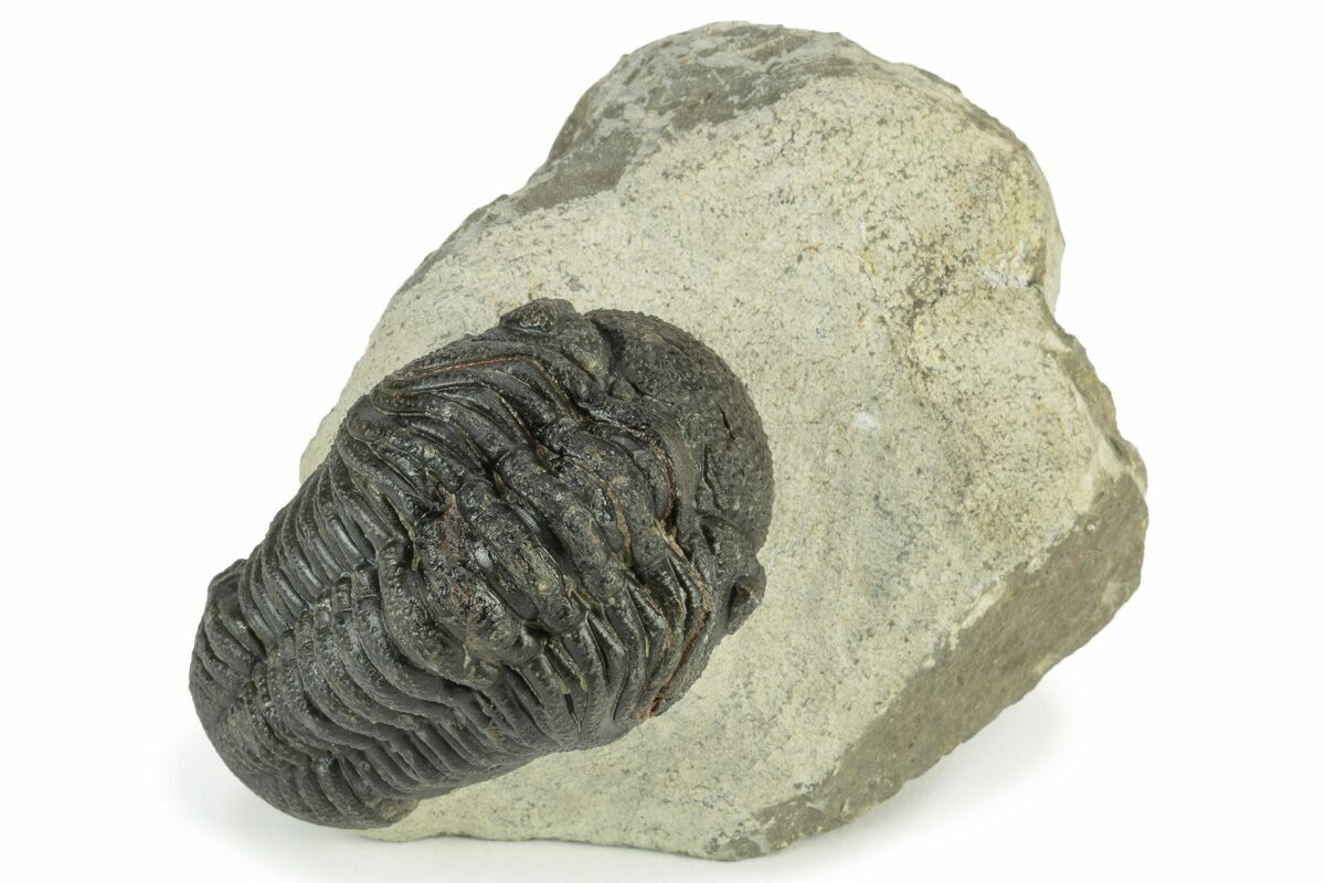 2.4" Detailed Morocops Trilobite - Morocco (#229755) For Sale ...