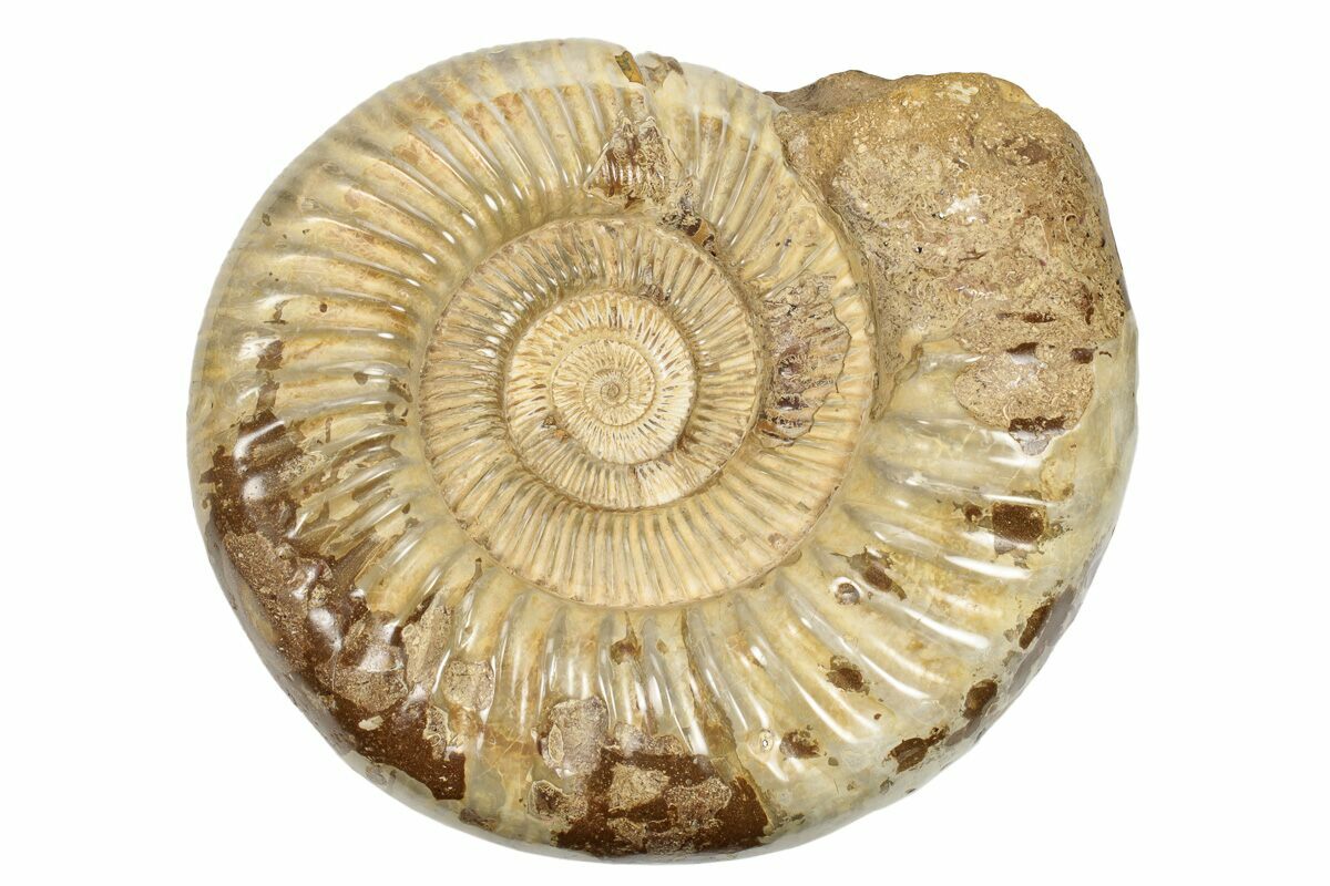 9.8" Jurassic Ammonite (Perisphinctes) - Madagascar (#229518) For Sale ...
